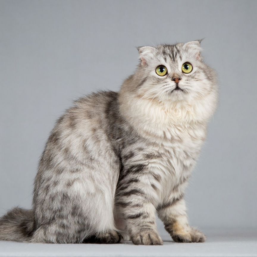 Кошечка Сирень в добрые руки