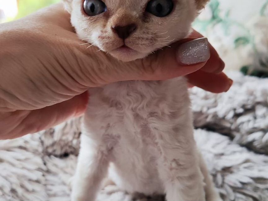 Девончёнка Майли