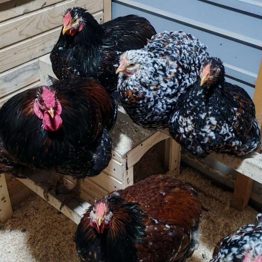 Продам петухов