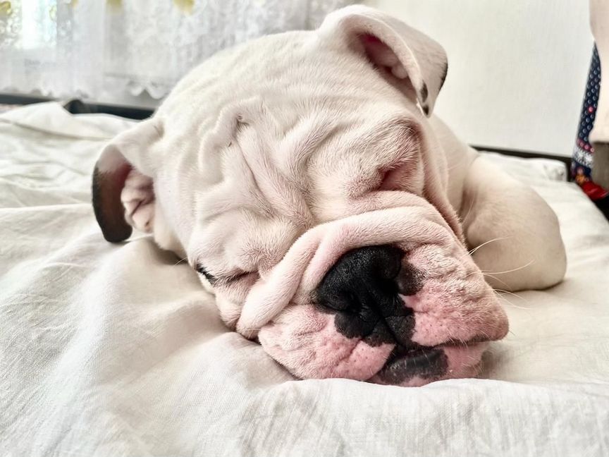 Английский бульдог