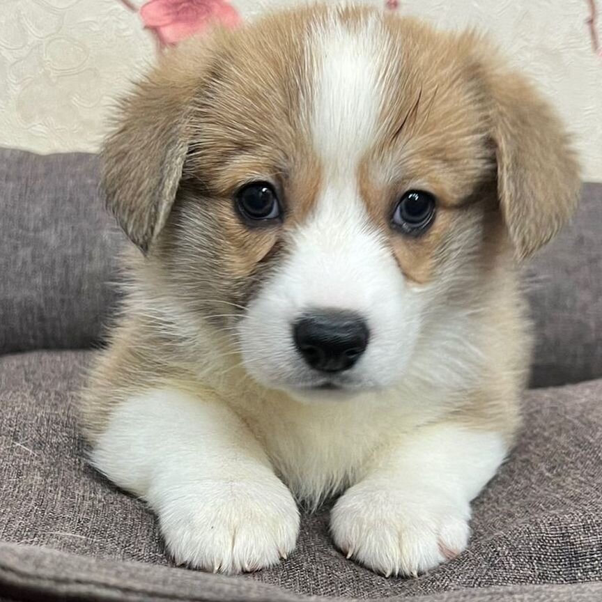 Вельш Корги Пемброк, щенок