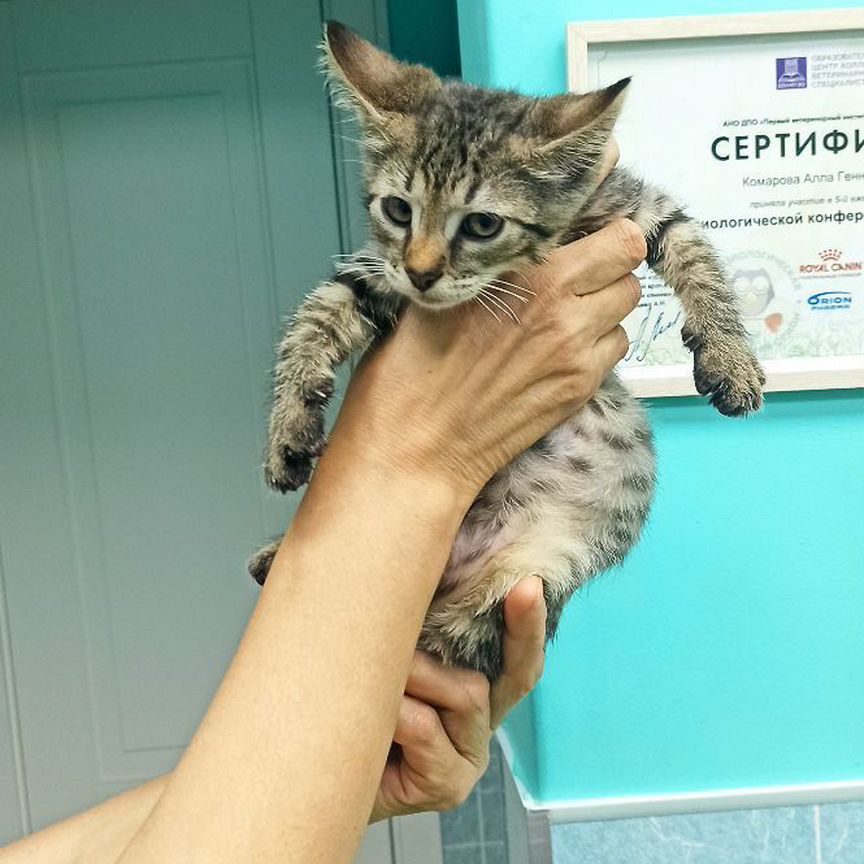 Котенок в добрые руки