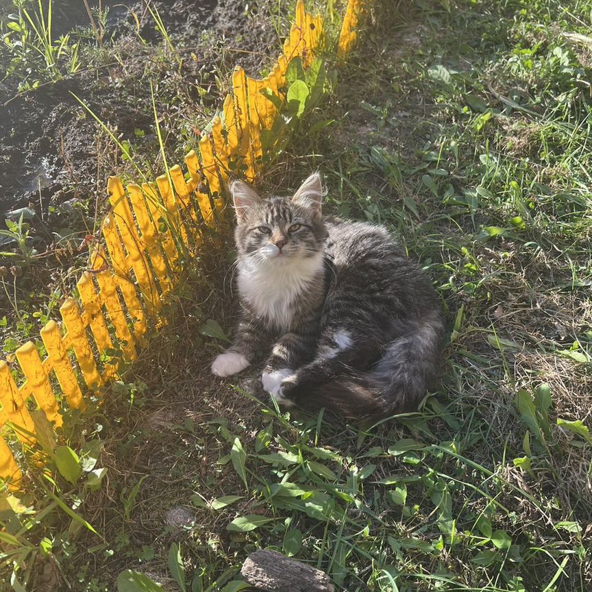 Отдам в добрые руки