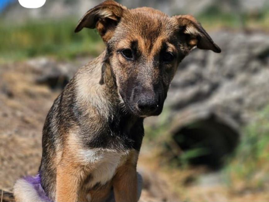 Щенок- подросток Варя стерильная в дар