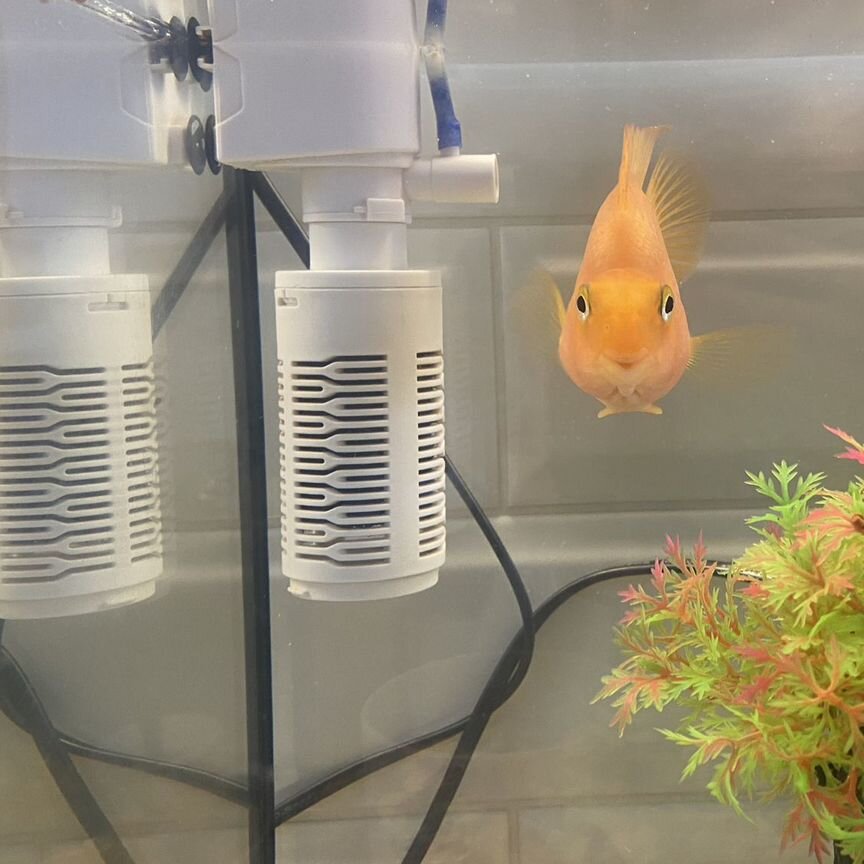 Рыба попугай