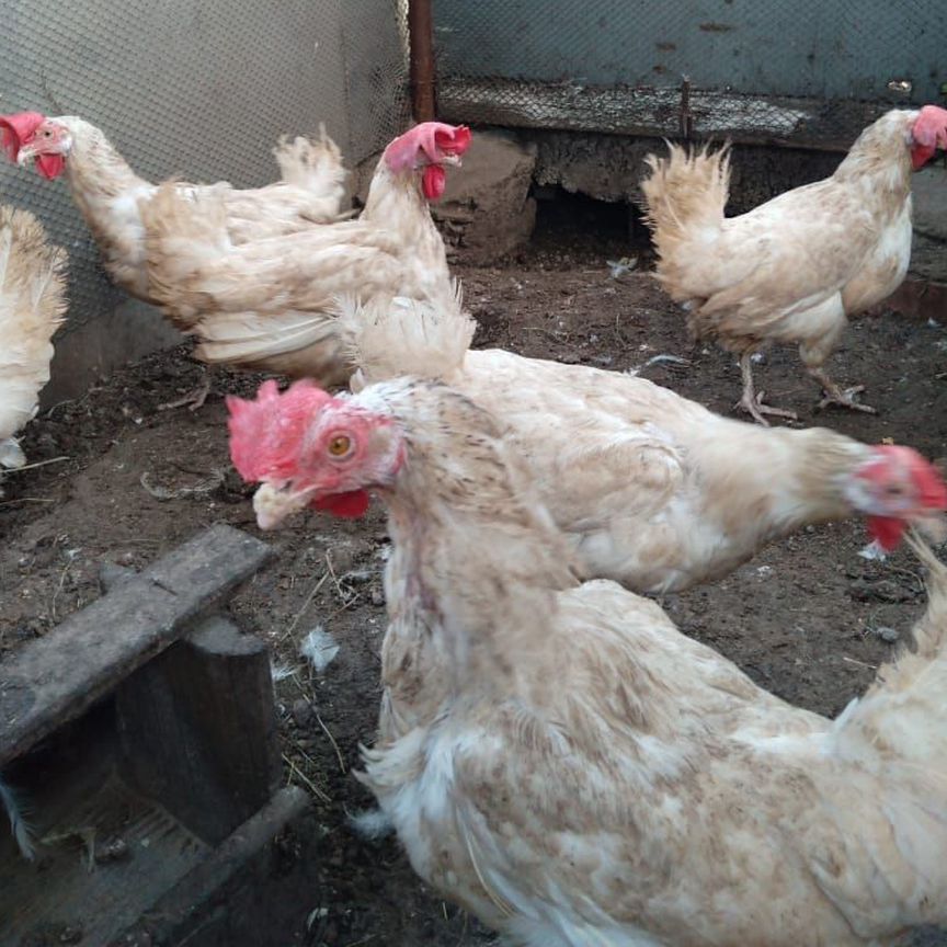 Куры несушки продам