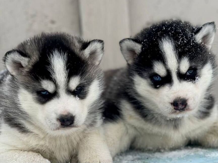 Щенки сибирской хаски