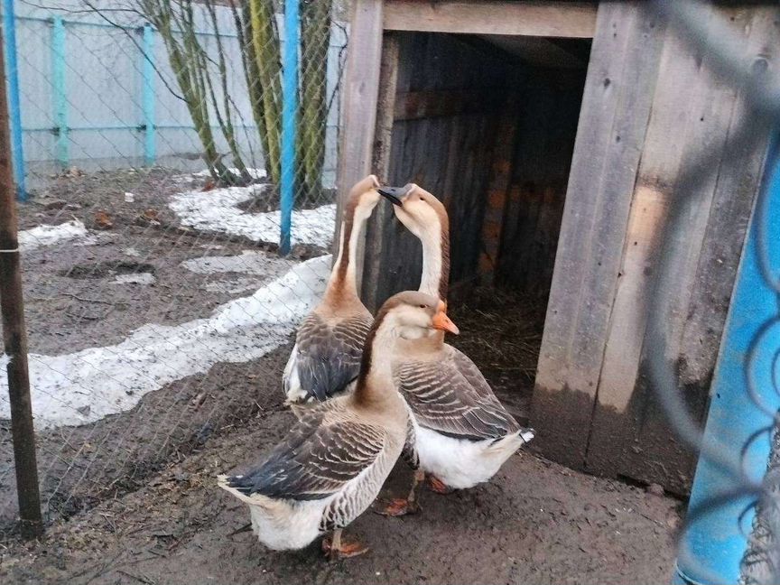 Гуси кубанские