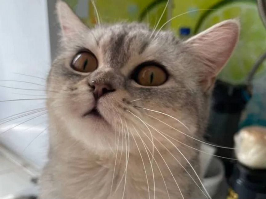 Скоттиш страйт вязка