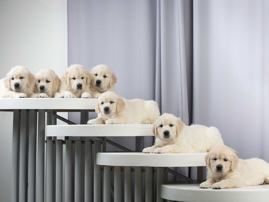 Щенки золотистого ретривера