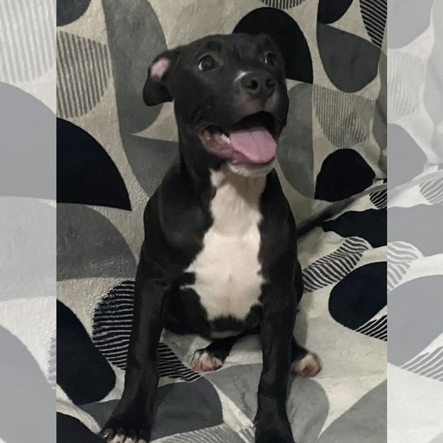 Стаффордширский бультерьер, щенок