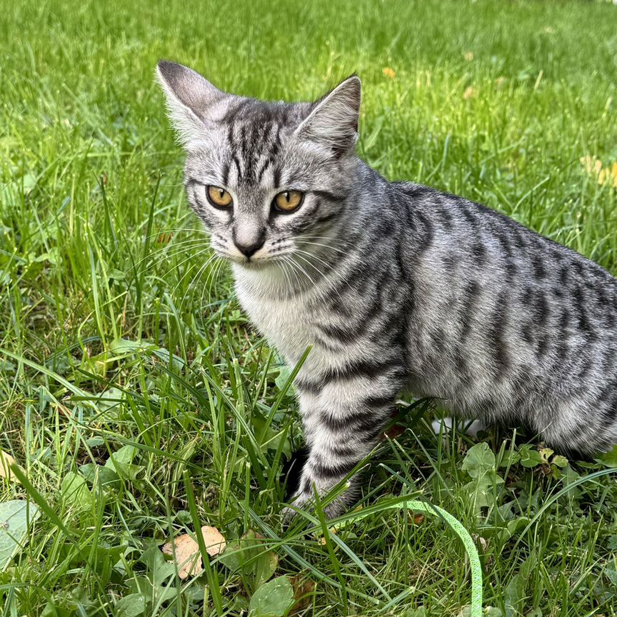 Продам котенка