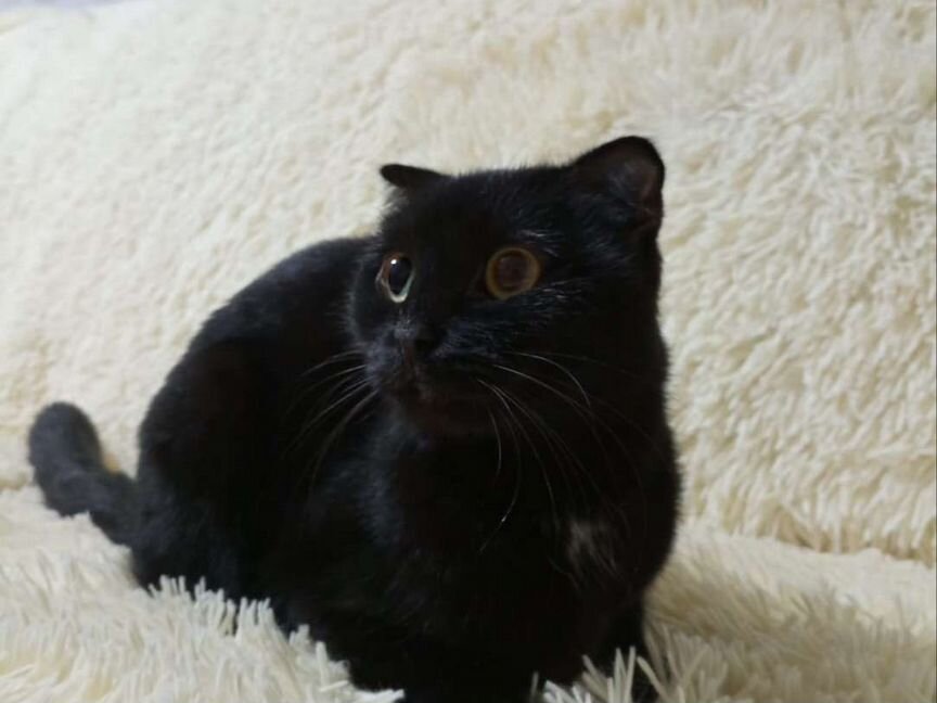 Кошка найдена