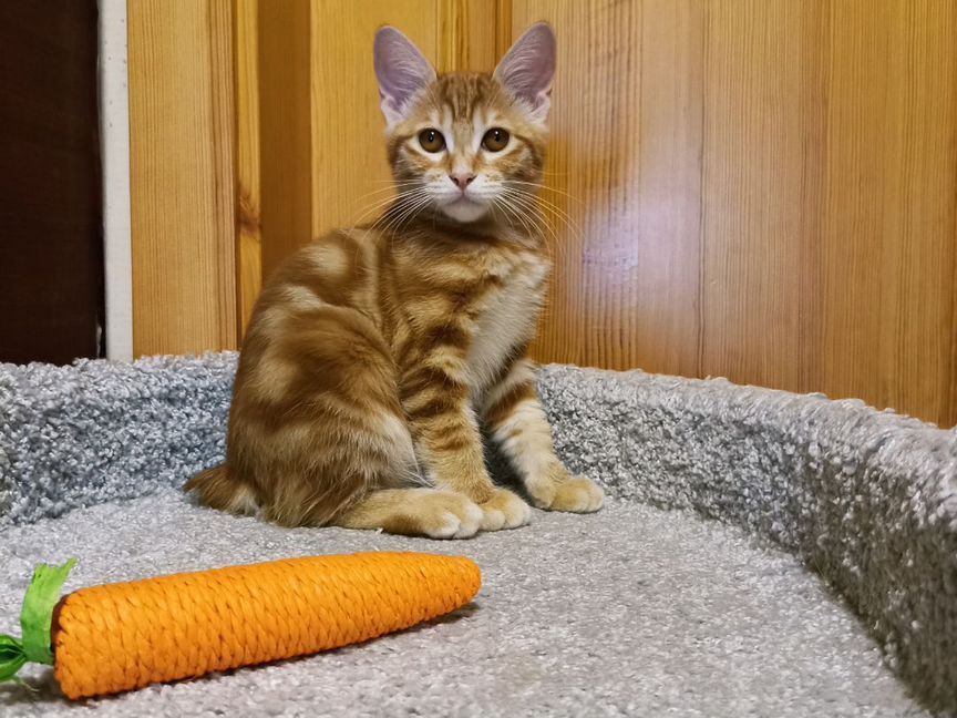 Курильский бобтейл котенок