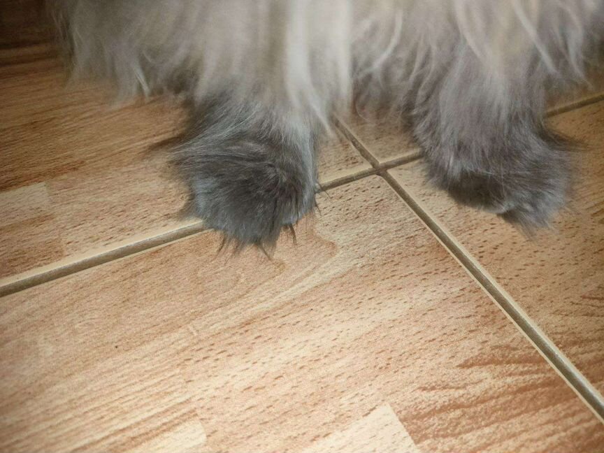 В добрые руки персидская кошечка