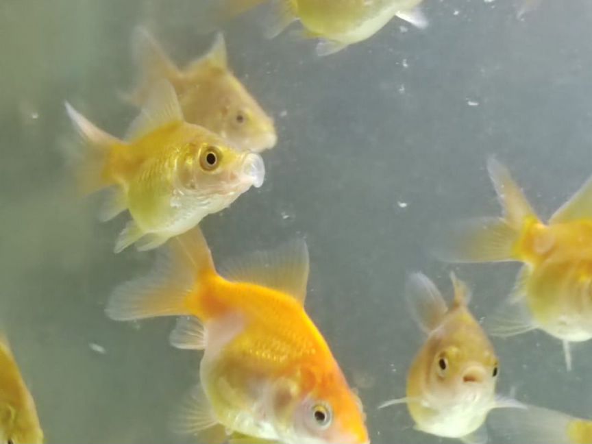 Золотая рыбка Нимфа