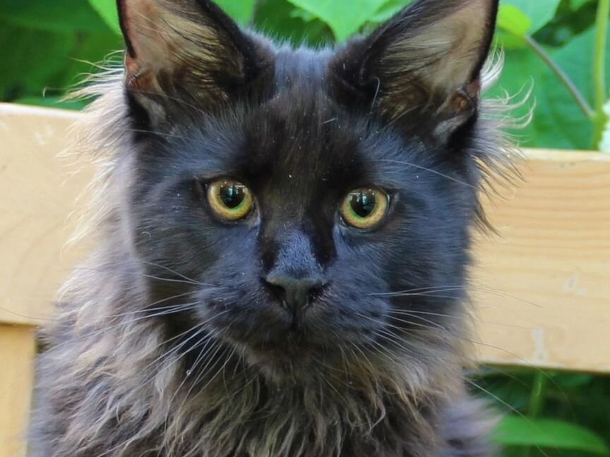 Мейн кун кот продаётся