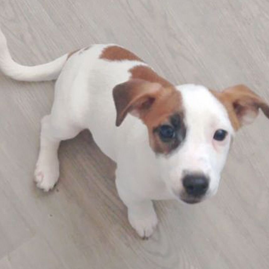 Джек-рассел-терьер, щенок