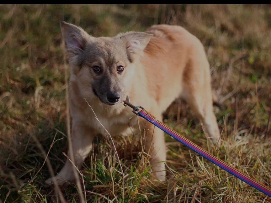 Щенок в добрые руки