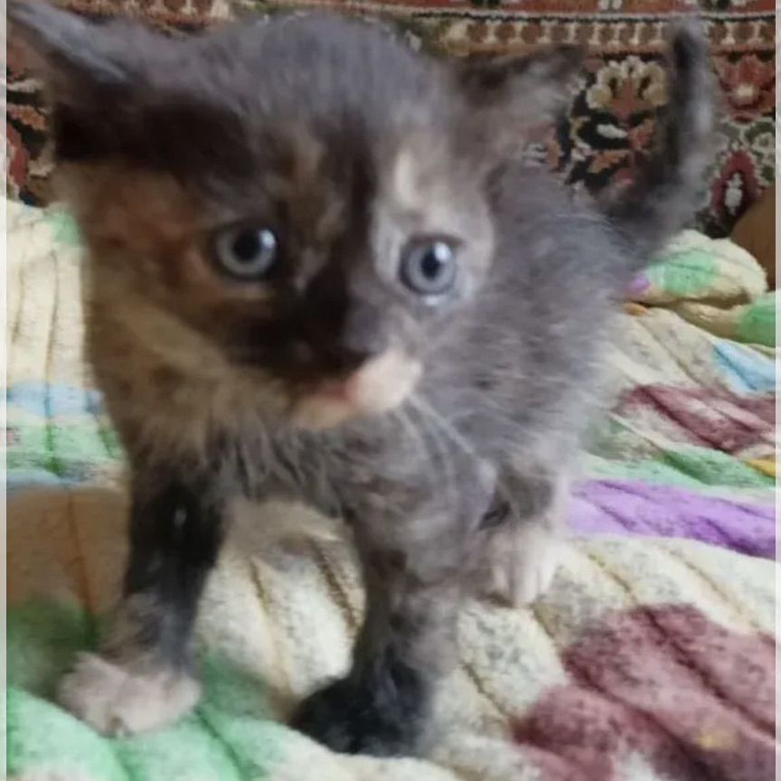 Котёнок в добрые руки