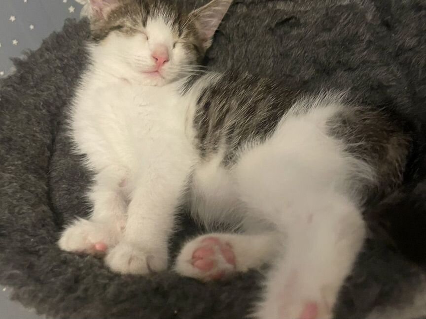 Котик в добрые руки