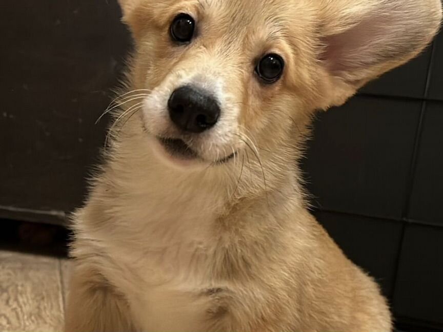 Щенки вельш корги пемброк мальчики