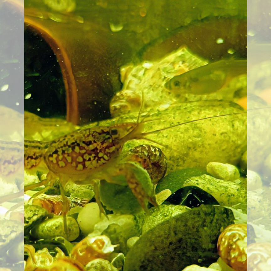 Аквариумные раки