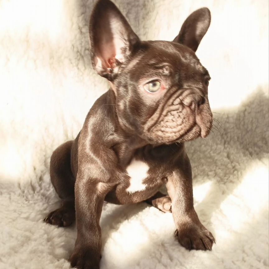Французский бульдог