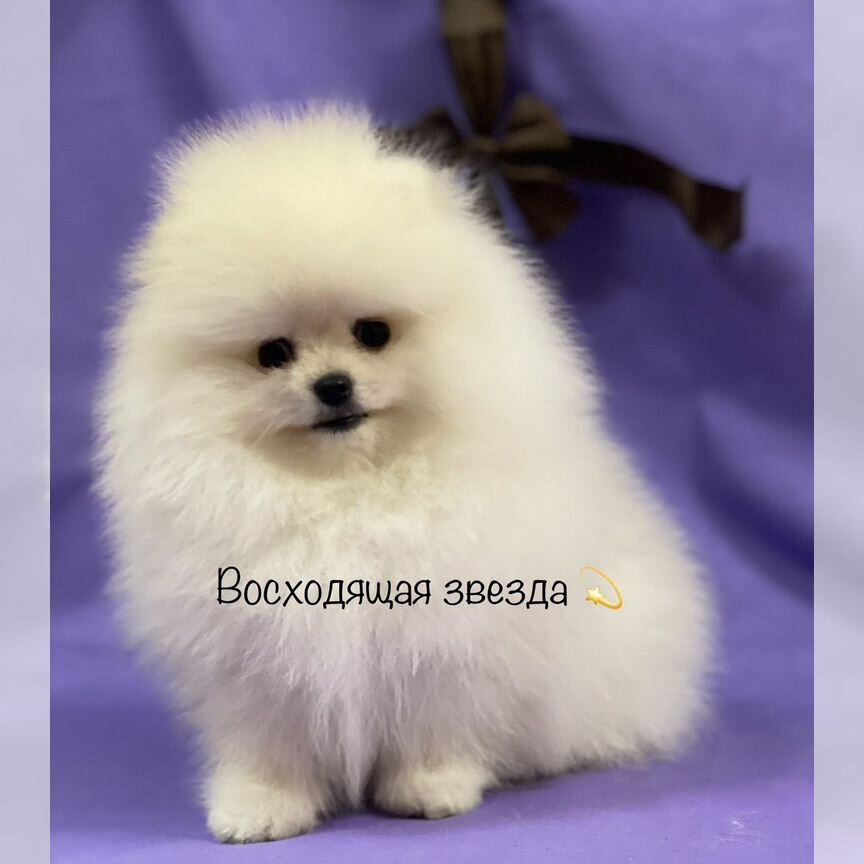 Померанский шпиц, щенок