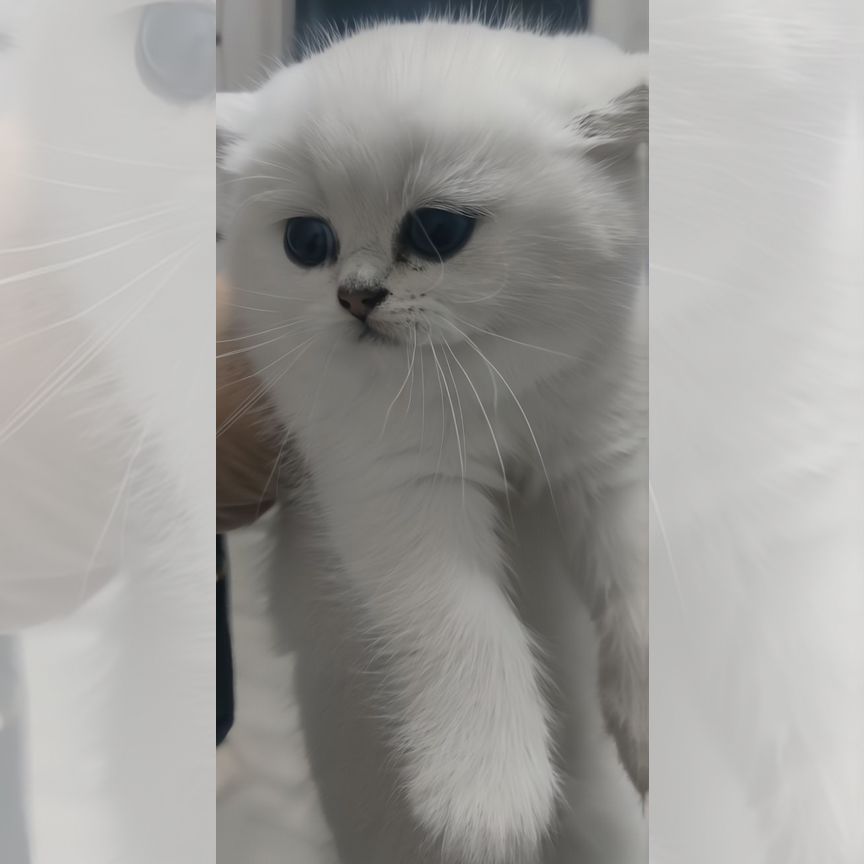 Британский короткошёрстный котёнок