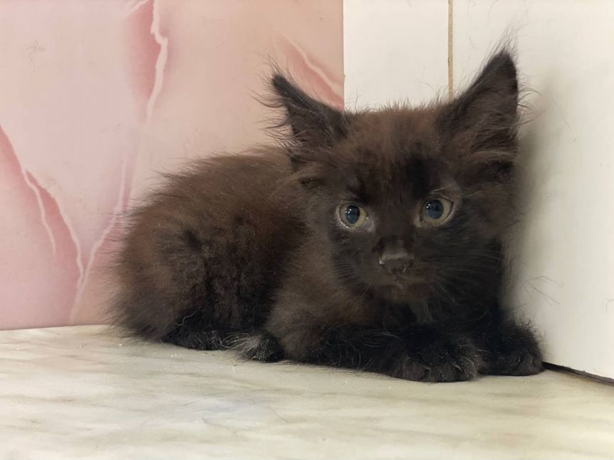 Котенок в добрые руки