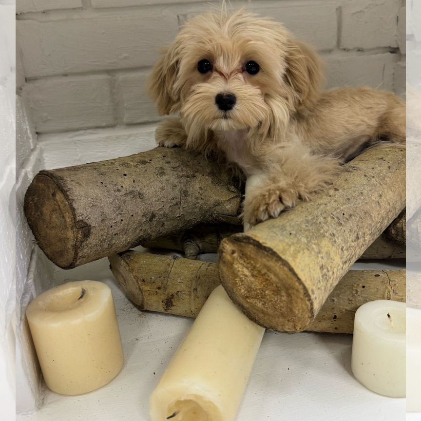 Мальтипу, щенок