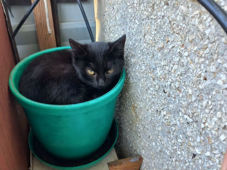 Одам котенка