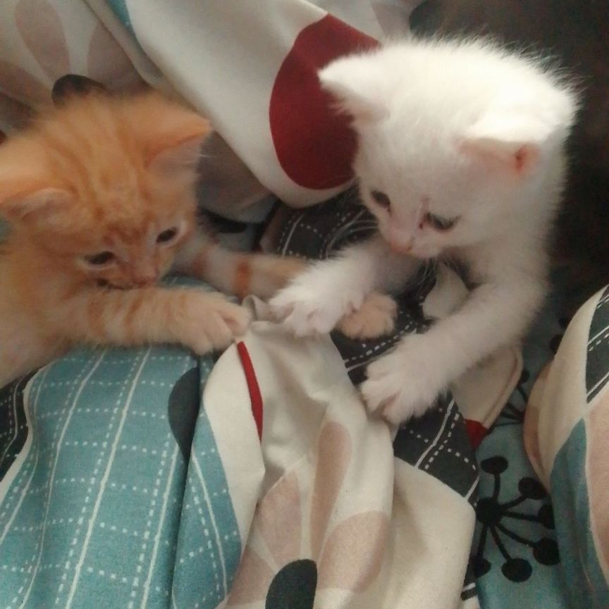 Котята в добрые руки бесплатно