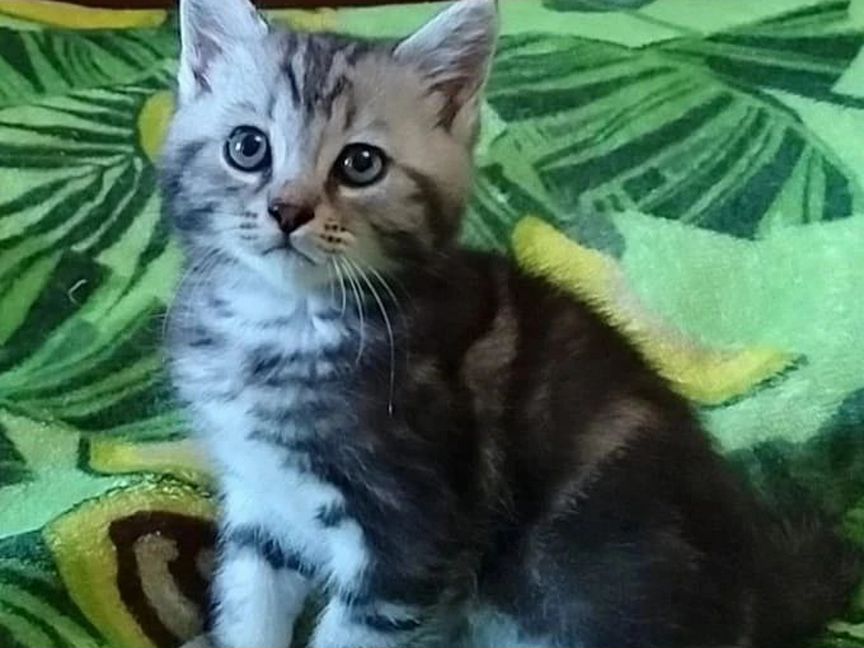 Ласковый котенок мальчик от домашей кошки