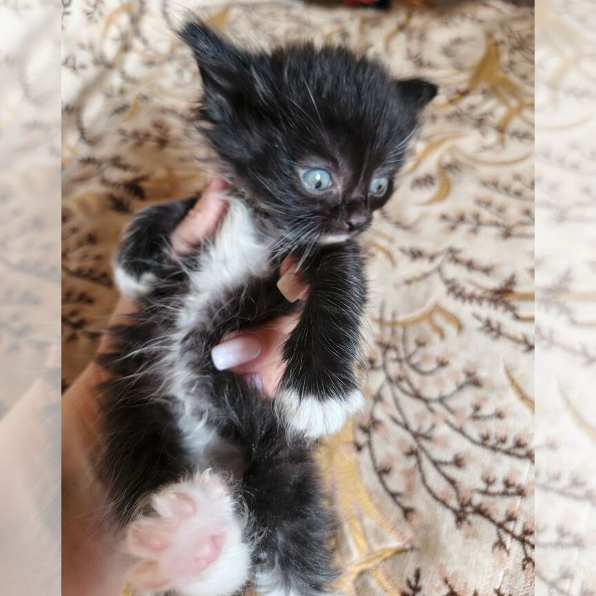 Котёнок в добрые руки