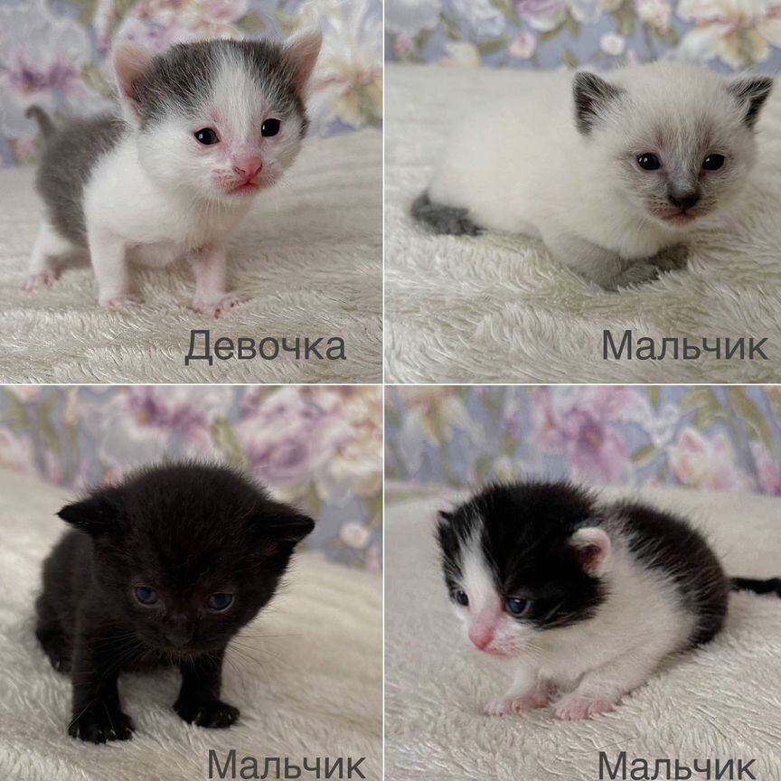 Котёнок в добрые руки