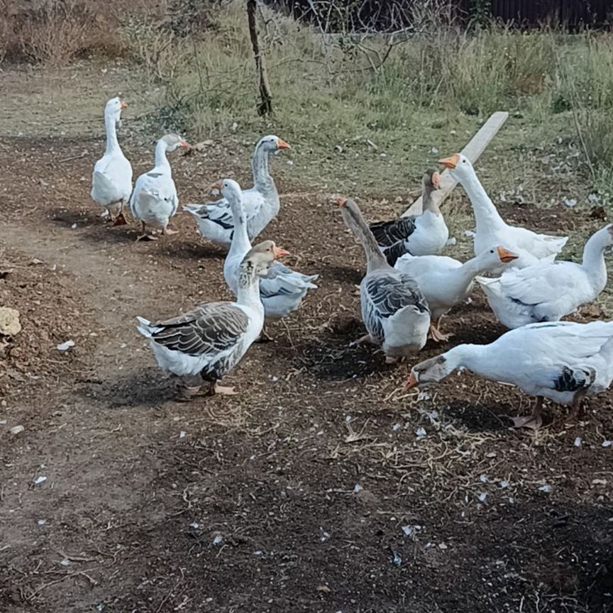 Гуси Холмогоры