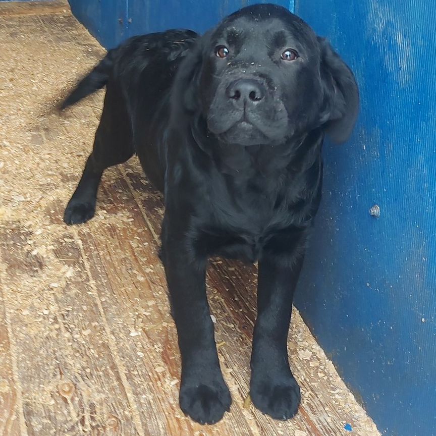 Лабрадор-ретривер, щенок