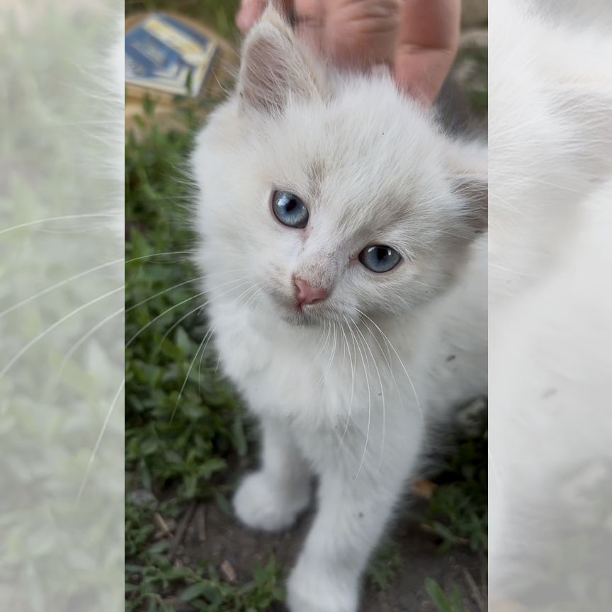 Котята в добрые руки бесплатно