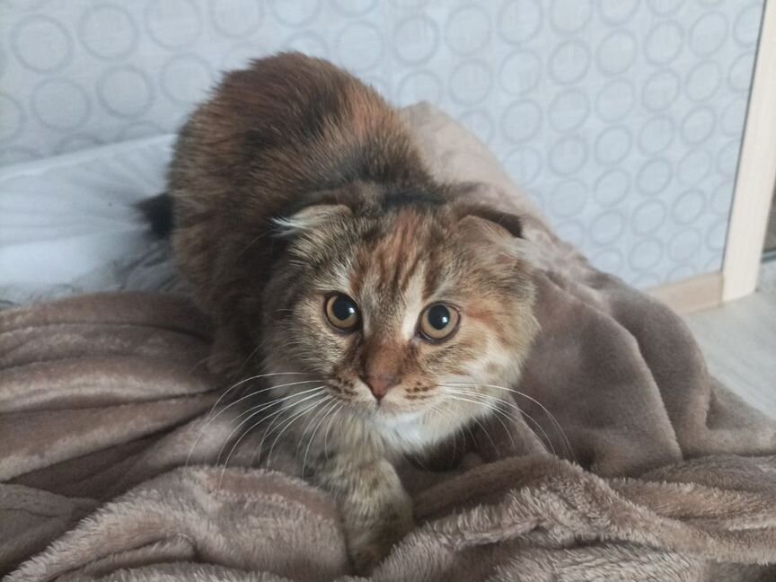 Кошки вислоухие