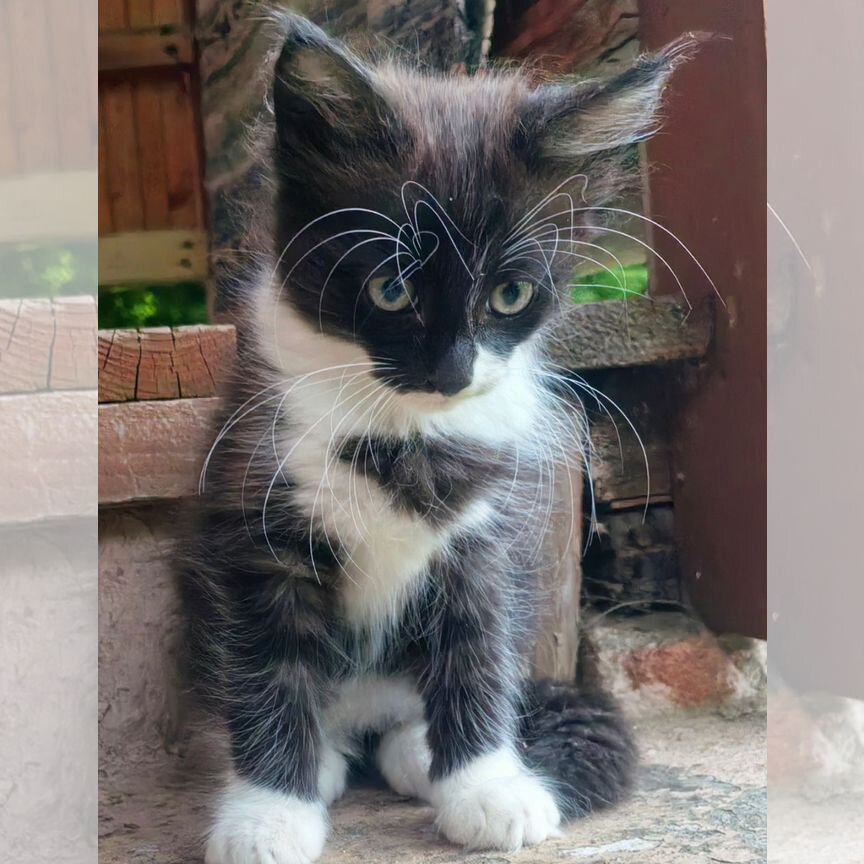 Турецкая ангора котёнок