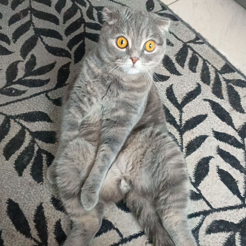 Шотландская