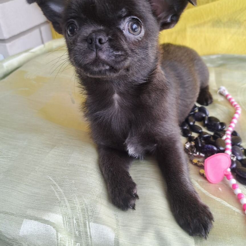 Щенки чихуахуа,девочка