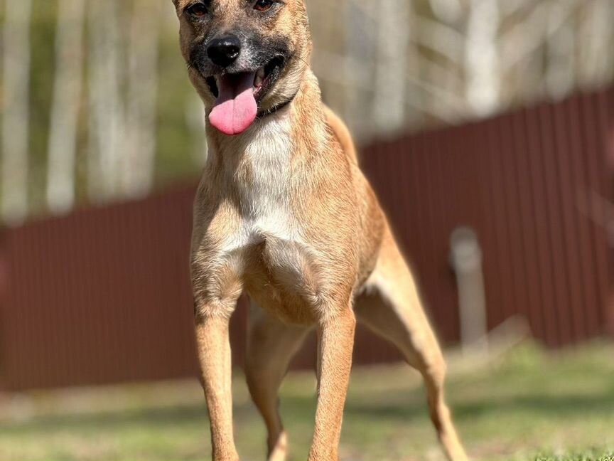 Собака в добрые руки