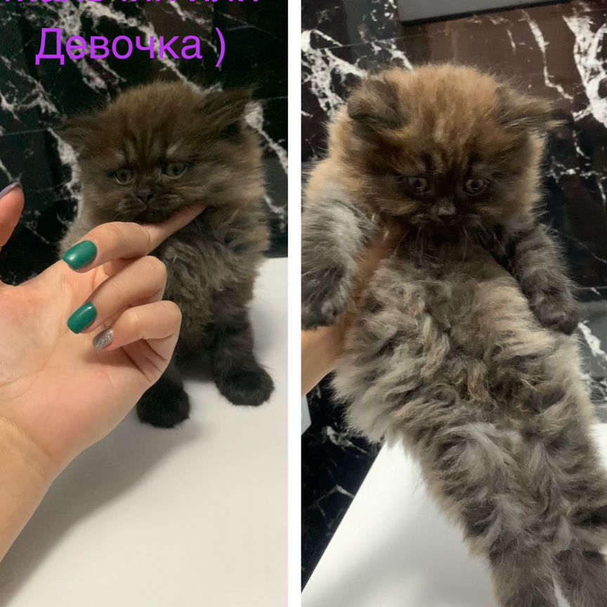 Британские котята