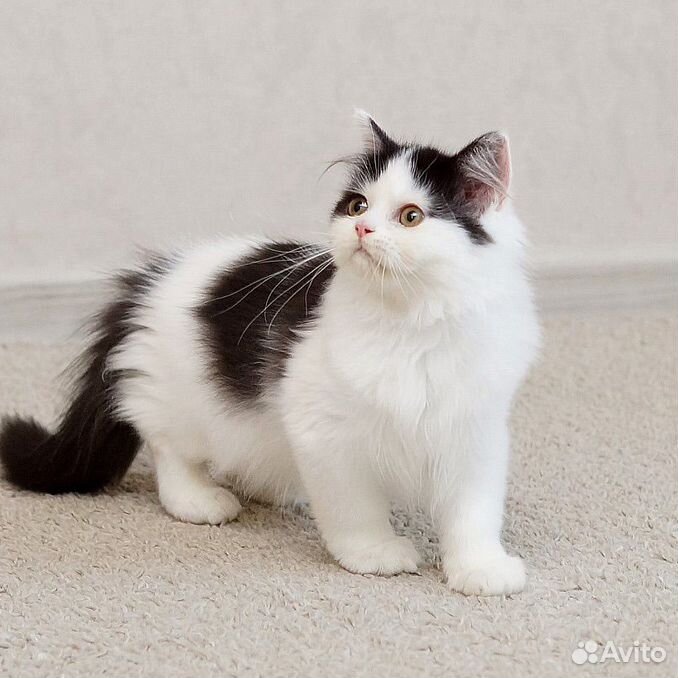 Шотландский мальчик Хайленд Страйт