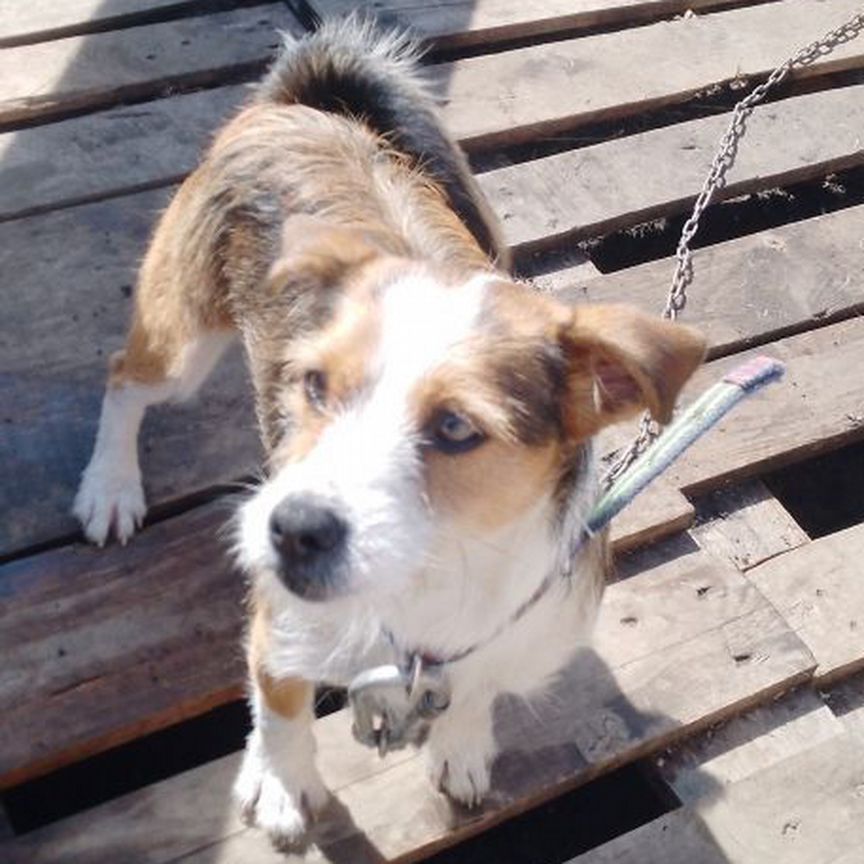 Джек-рассел-терьер, взрослый пёс