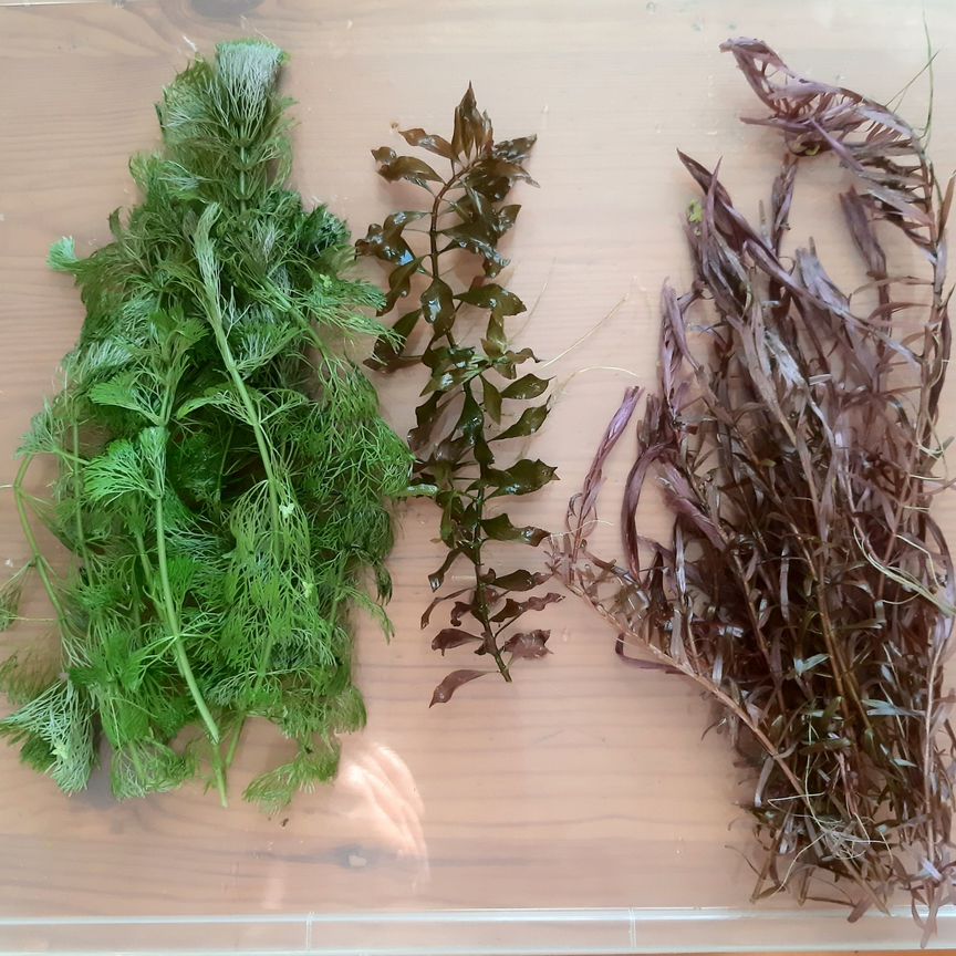 Аквариумные растения прополка