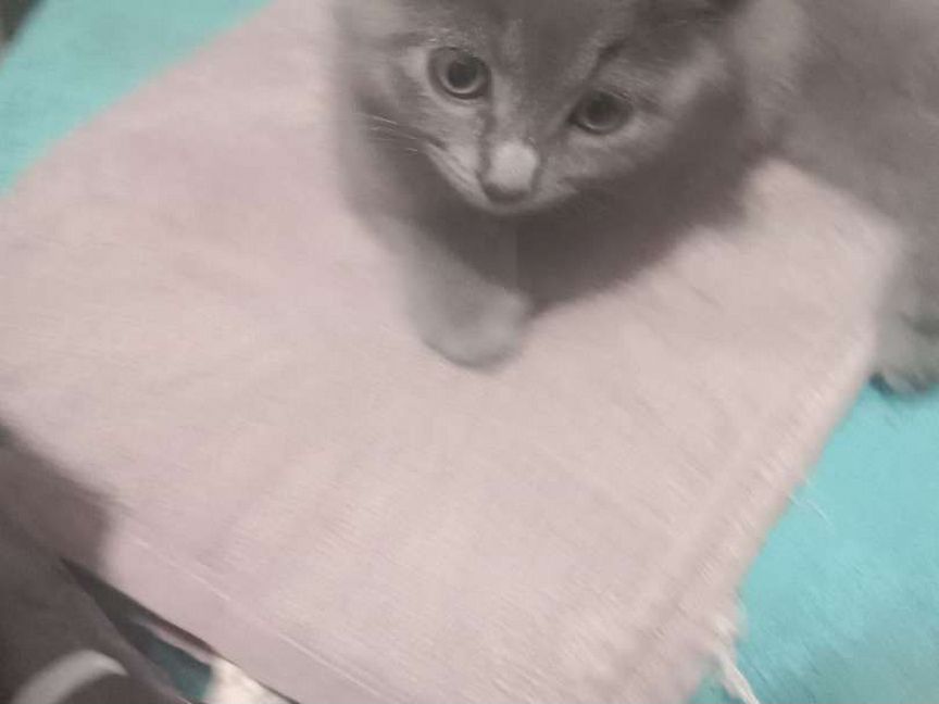 Британская